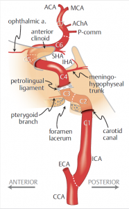 Clinical basis for the knowledge of anatomy of the carotid artery: A ...